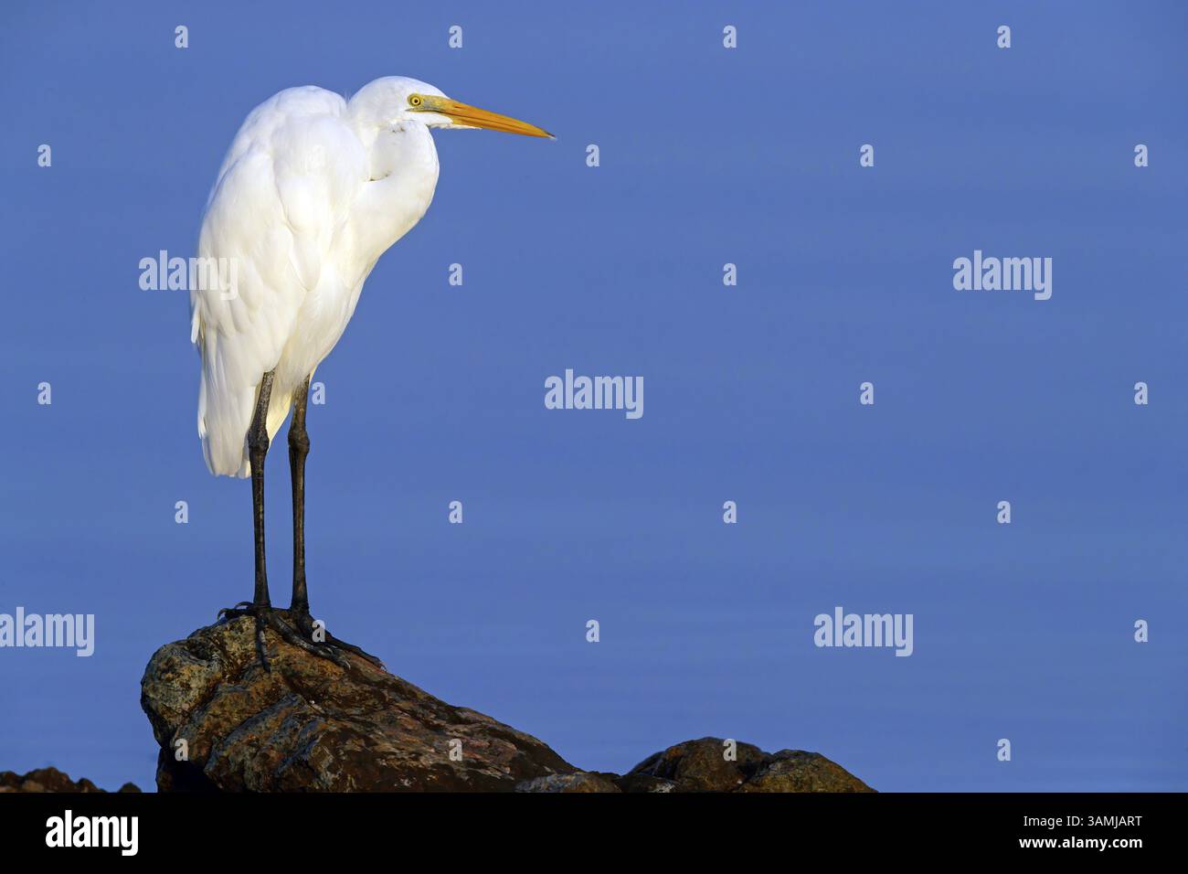 Great Egret, (Egretta alba), Ardea alba, Animals, Birds, Herons, Sur ...