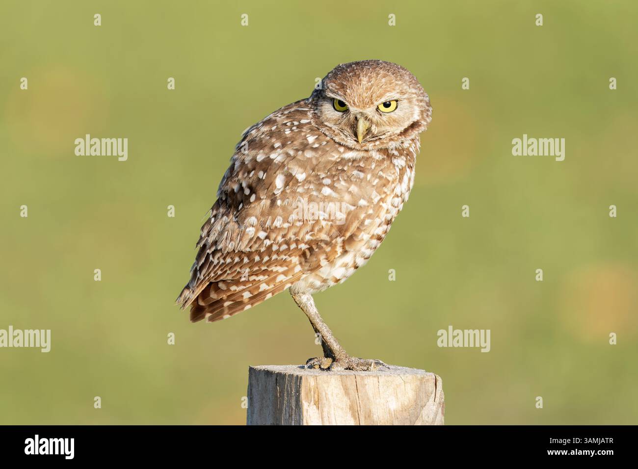 Davie, United States. 13th Apr, 2025. A burrowing owl remains watchful ...