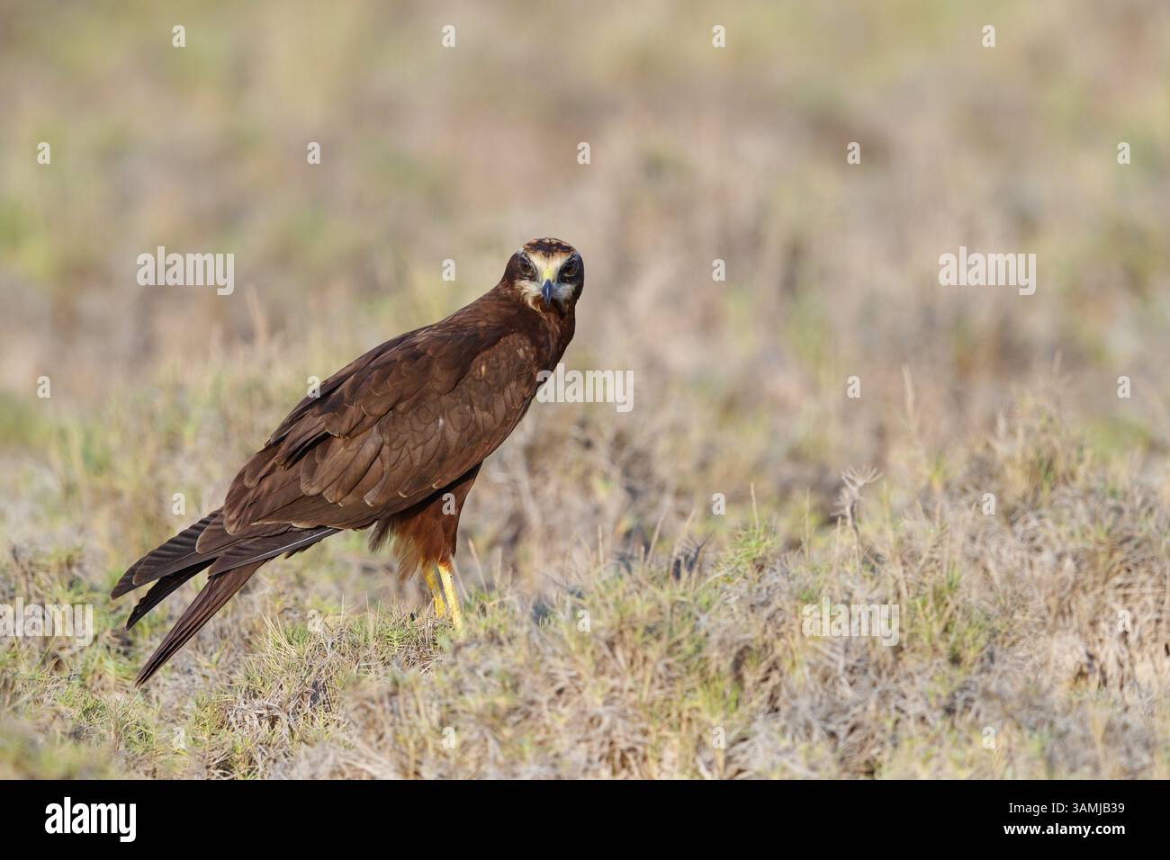 Marsh Harrier, (Circus aeruginosus), Buzzard, Animals, Birds ...