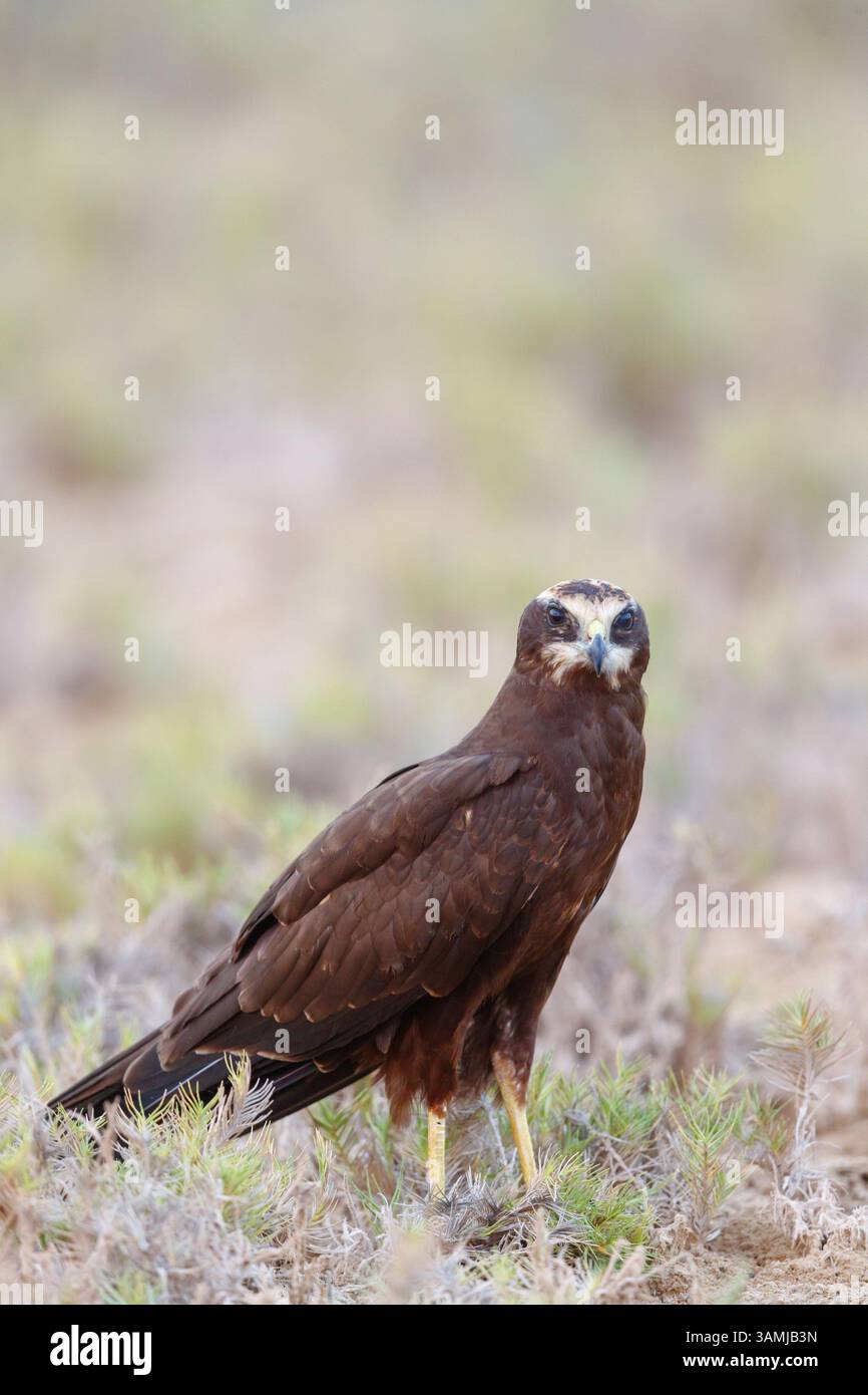 Marsh Harrier, (Circus aeruginosus), Buzzard, Animals, Birds ...
