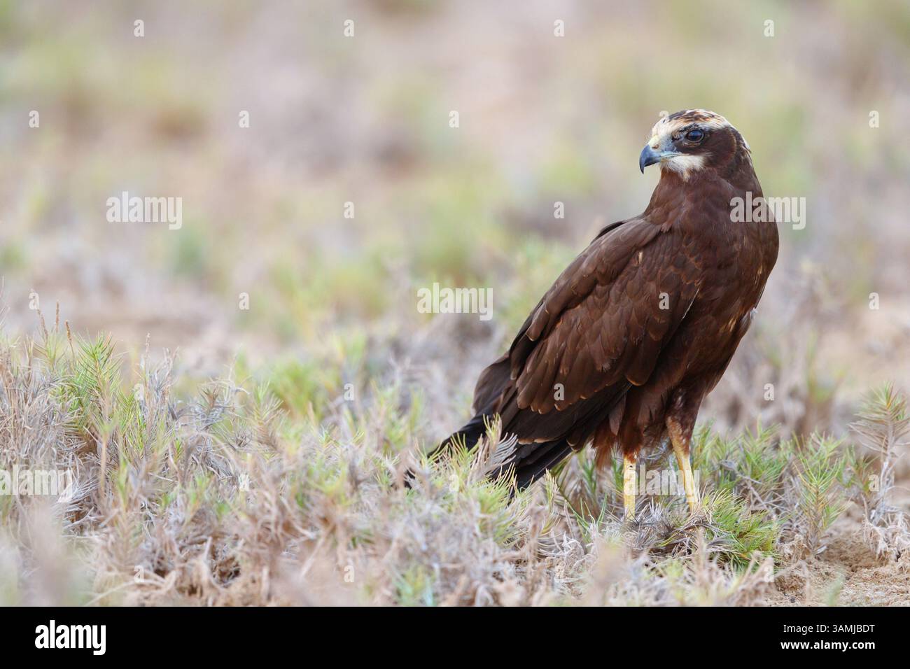 Marsh Harrier, (Circus aeruginosus), Buzzard, Animals, Birds ...