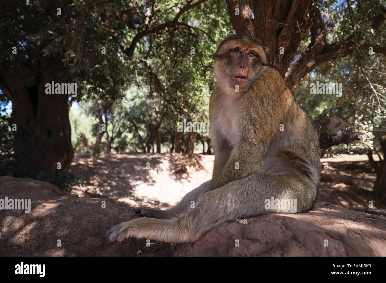 Macaque near the Ouzoud waterfall, Morocco, Africa Stock Photo - Alamy