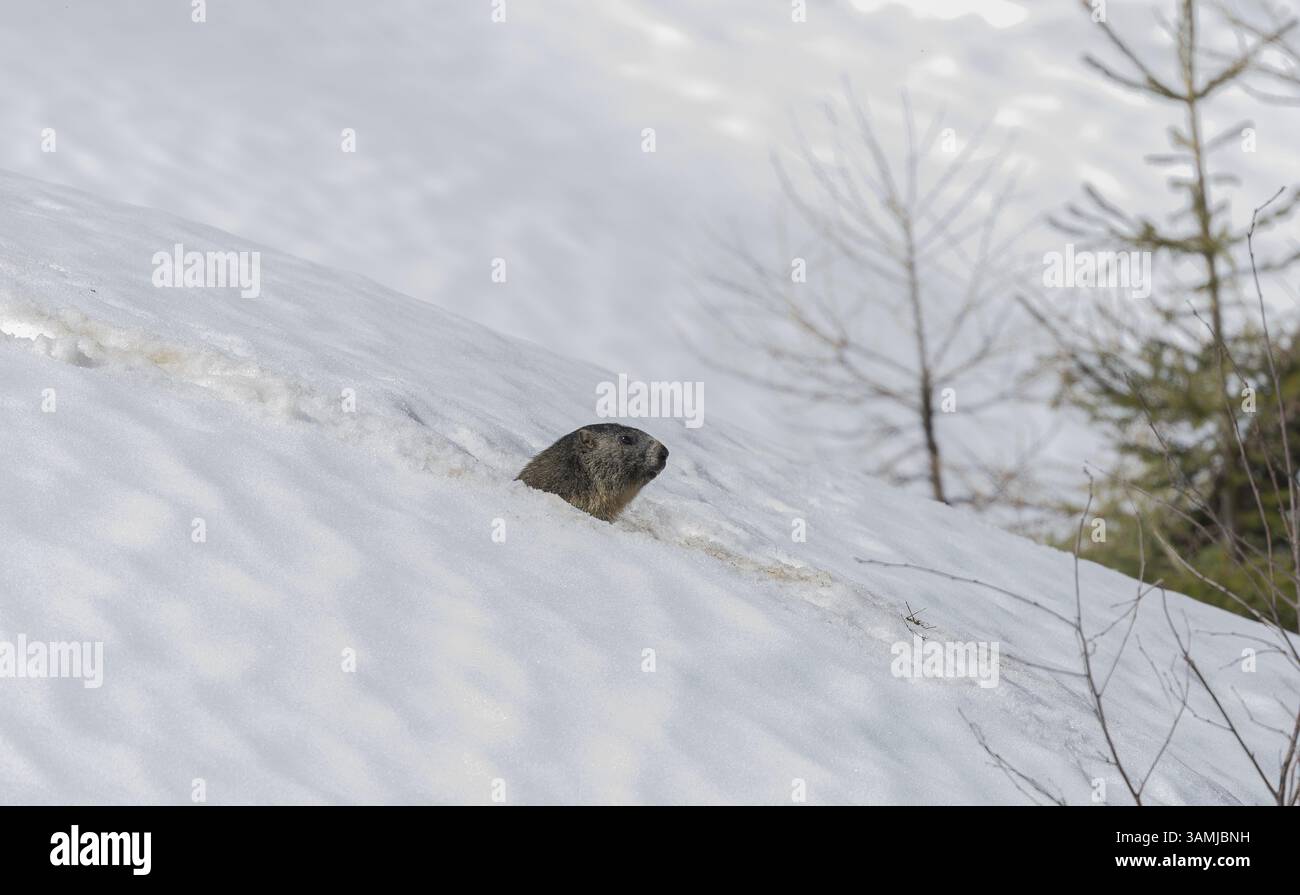Alpine marmots in wild hi-res stock photography and images - Alamy