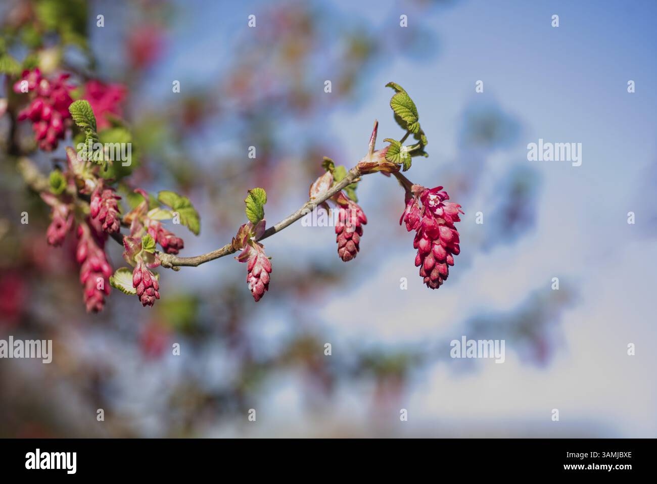 Ornamental currants hi-res stock photography and images - Alamy
