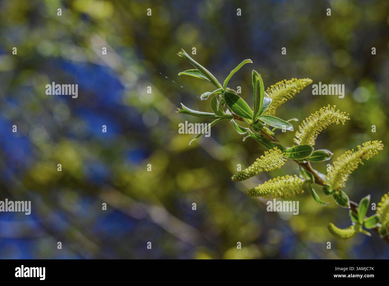 A green branch (willow, Salix Walburgii) with fresh leaves and flowers ...