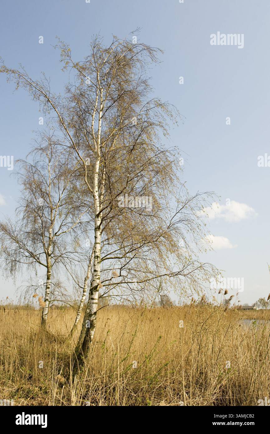 Birch trees in nature landscape with spring Stock Photo - Alamy