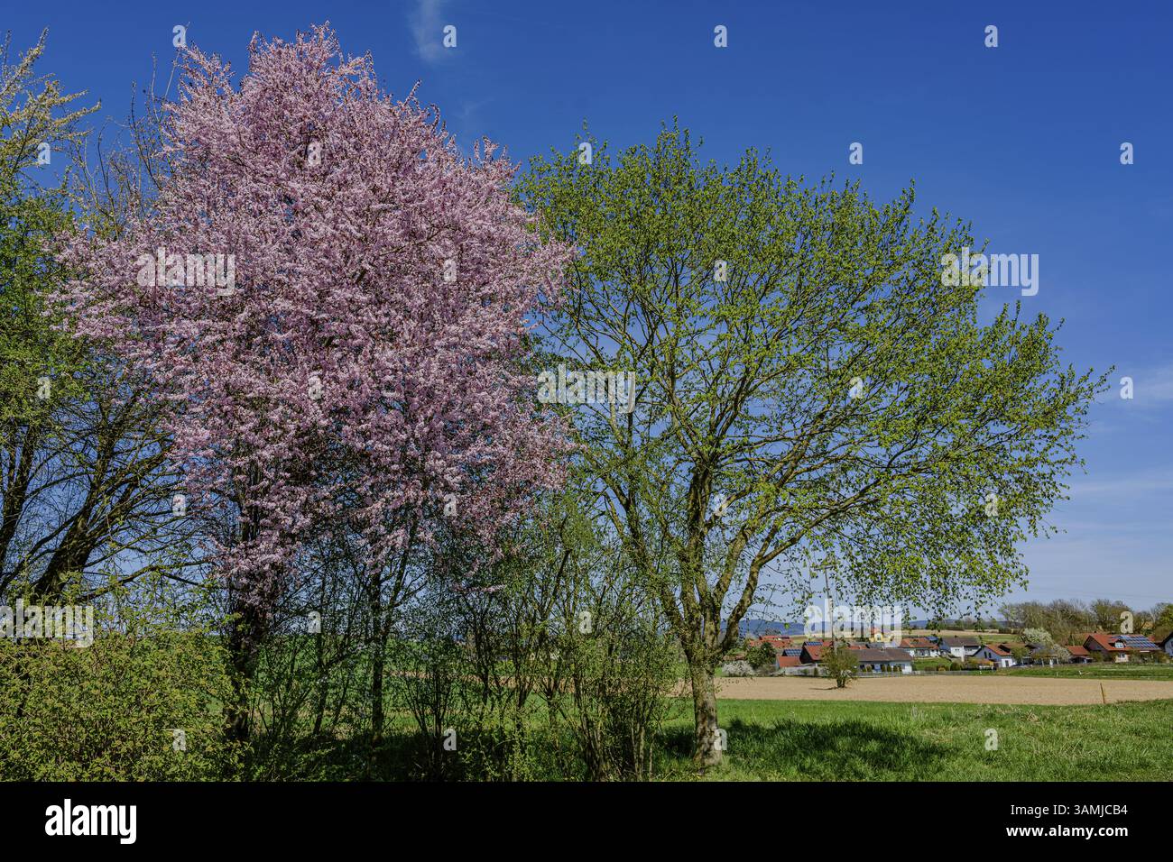 A flowering cherry tree (Prunus subhirtella) and a leafy tree in a ...