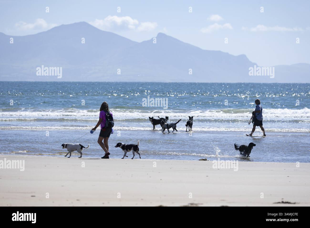 Women walking dogs on the beach, Newborough, Anglesey, Wales, Great Britain Stock Photo - Alamy