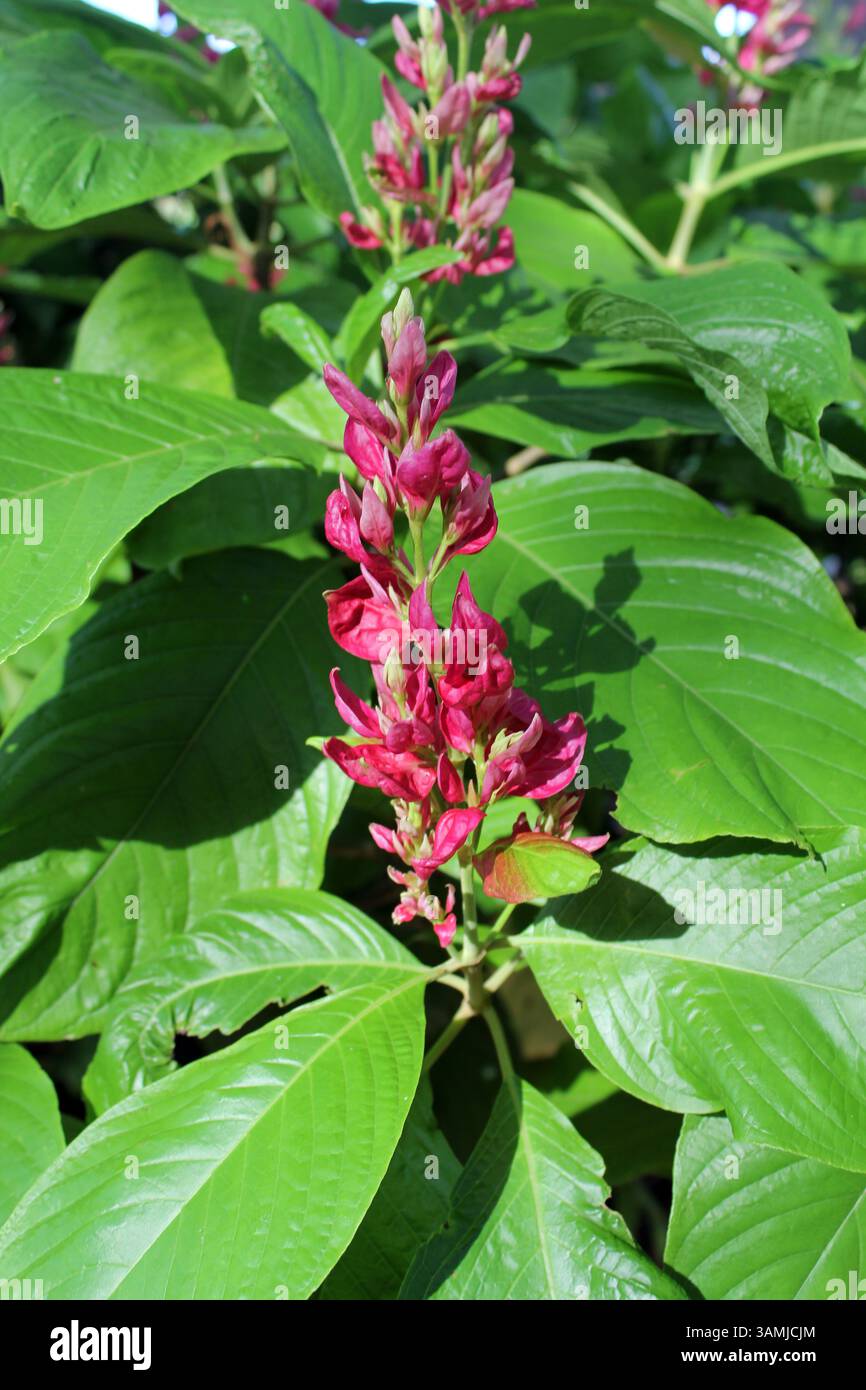 Red flower brazilian plant hi-res stock photography and images - Alamy