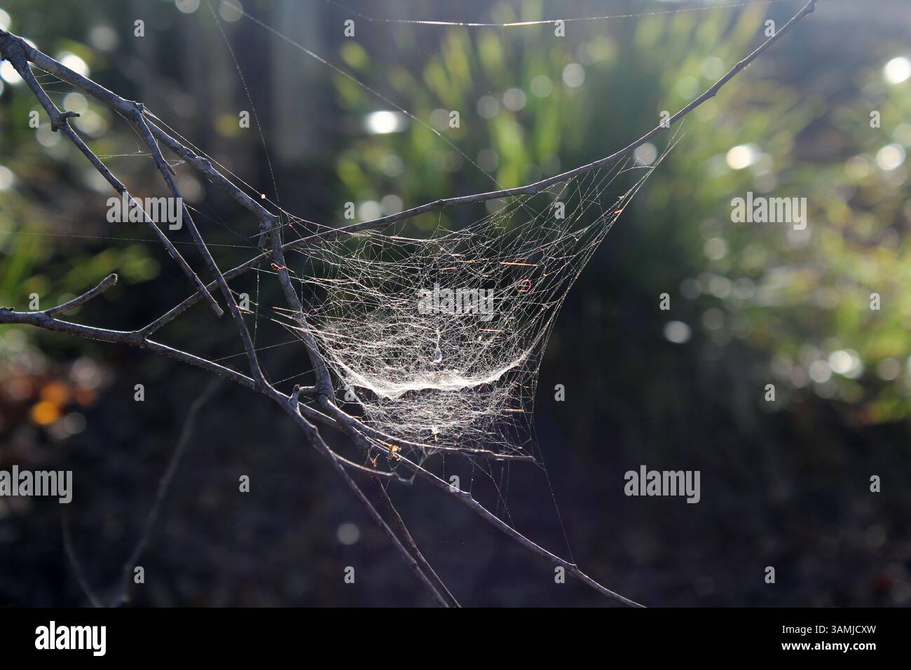 Sunlight illuminating a spider web attached to tree branches Stock ...