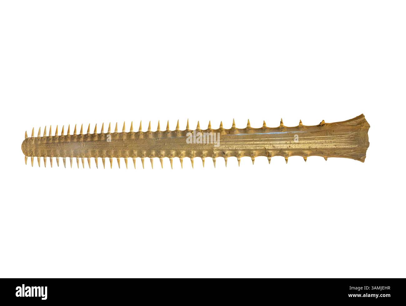 A rostrum of the smalltooth sawfish isolated on a white background ...