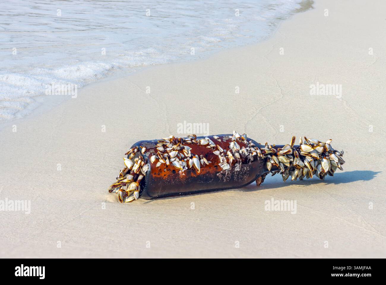 Colony of the pelagic gooseneck barnacle - Lepas anatifera, stuck to a ...