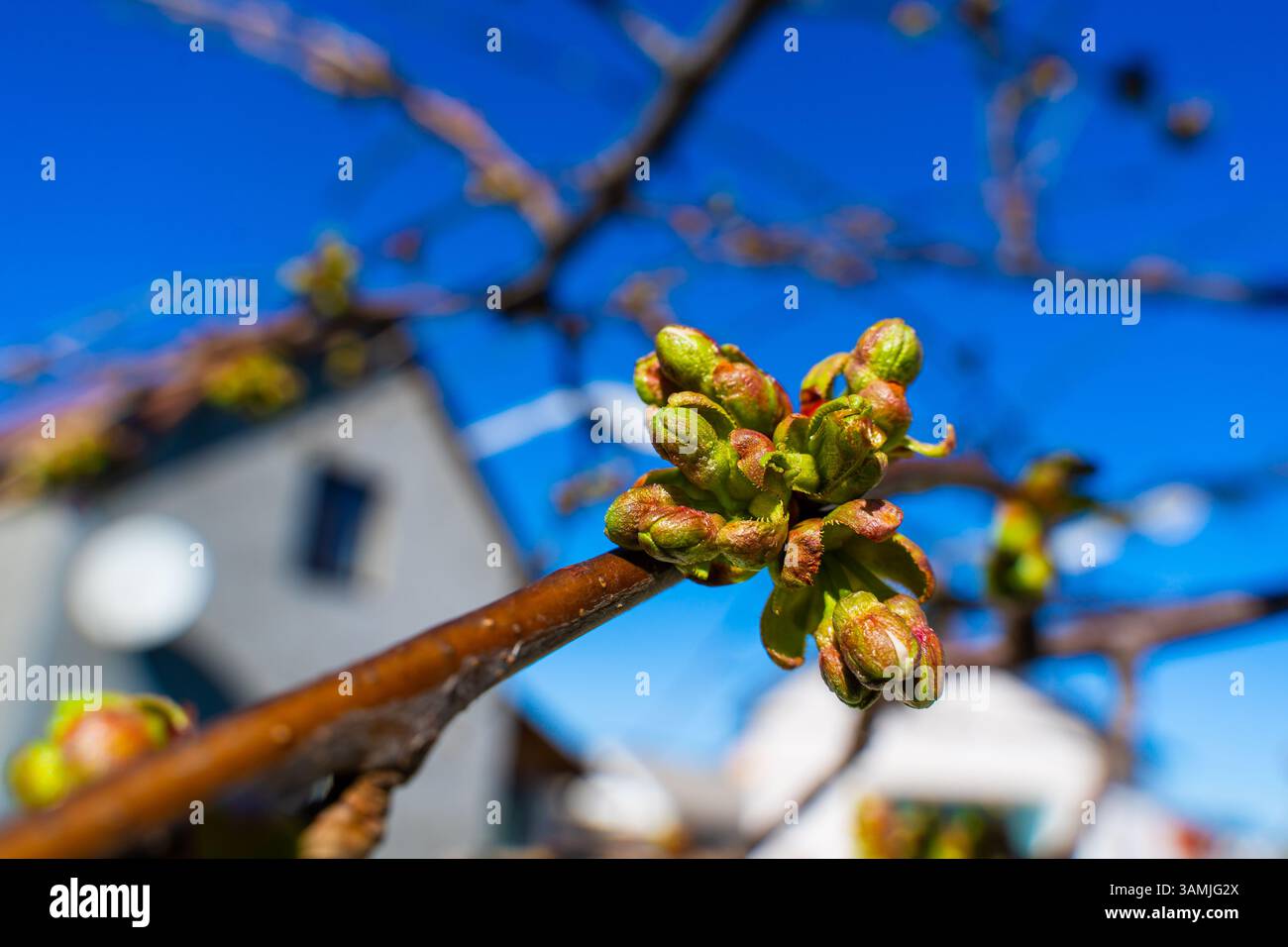 The first spring leaves and flower buds for blooming on a cherry tree ...