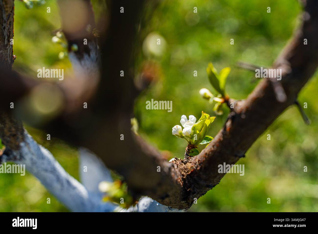 Blooming plum tree close-up. Beginning of tree flowering Stock Photo ...
