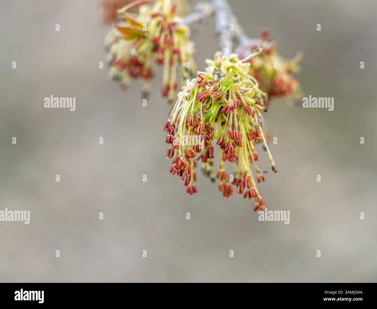 Acer negundo, Box elder, boxelder, ash-leaved and maple ash, Manitoba ...