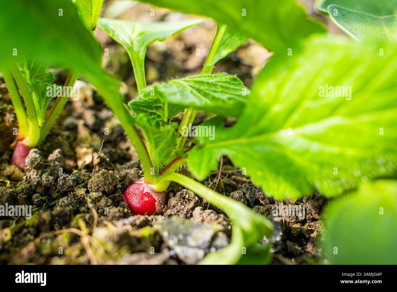 Young red radish growing in the soil in a greenhouse, close-up. The ...