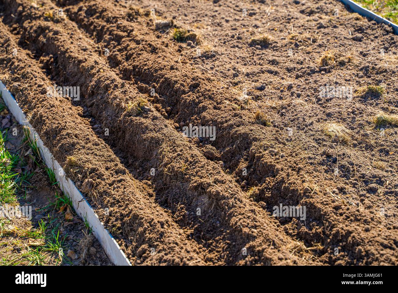 The holes in the soil of the vegetable garden beds are made before ...