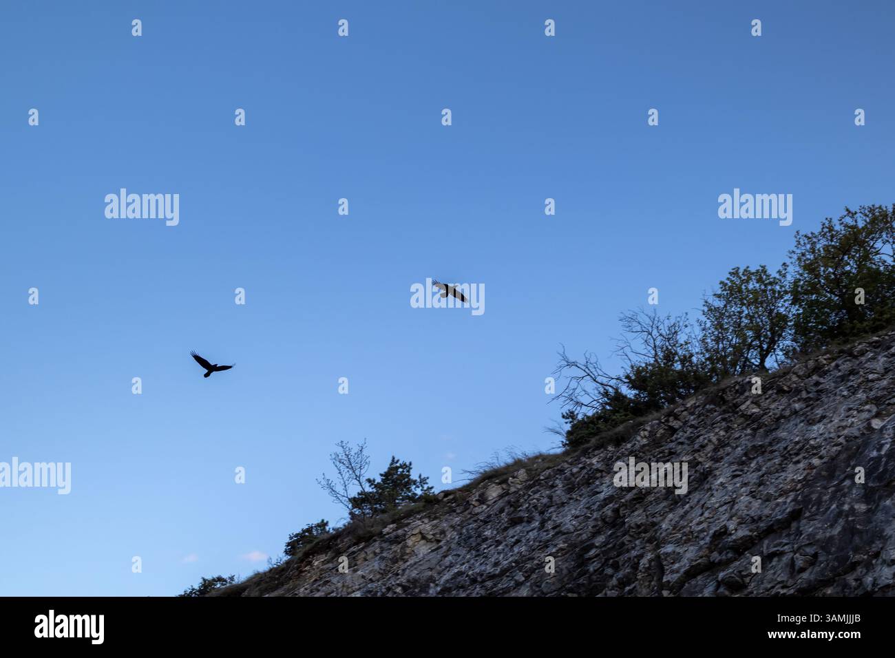 Peregrine falcon flying high hi-res stock photography and images - Alamy