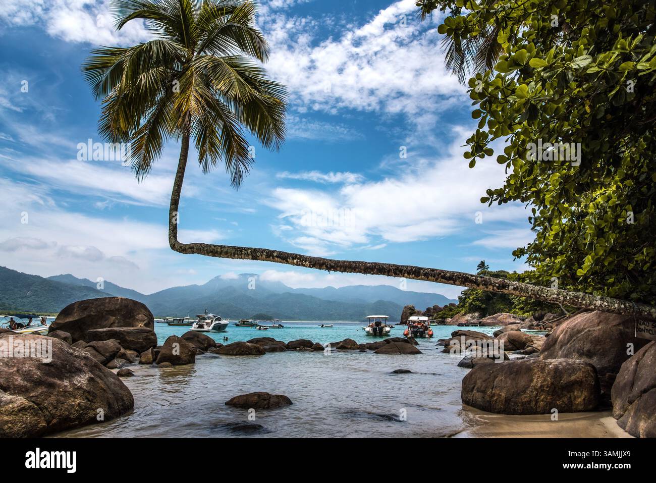 Iconic Leaning Palm Tree at Praia do Aventureiro, Ilha Grande - Rio de ...