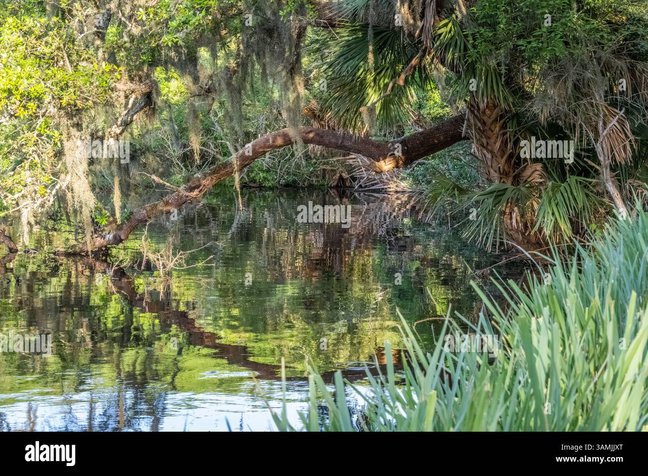 Footbridge view of an Amelia Island waterway along the Falcon's Nest ...