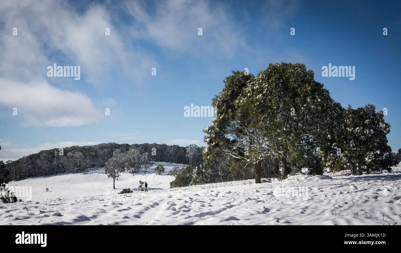 snow in the Australian high country Stock Photo - Alamy