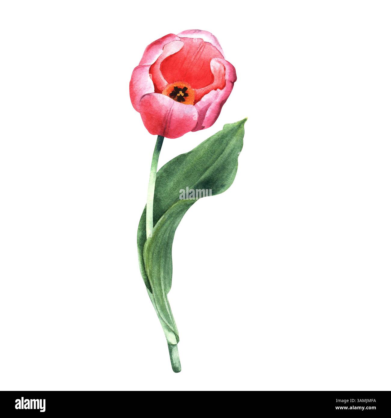 Pink open tulip flower. Hand drawn botanical watercolor illustration ...