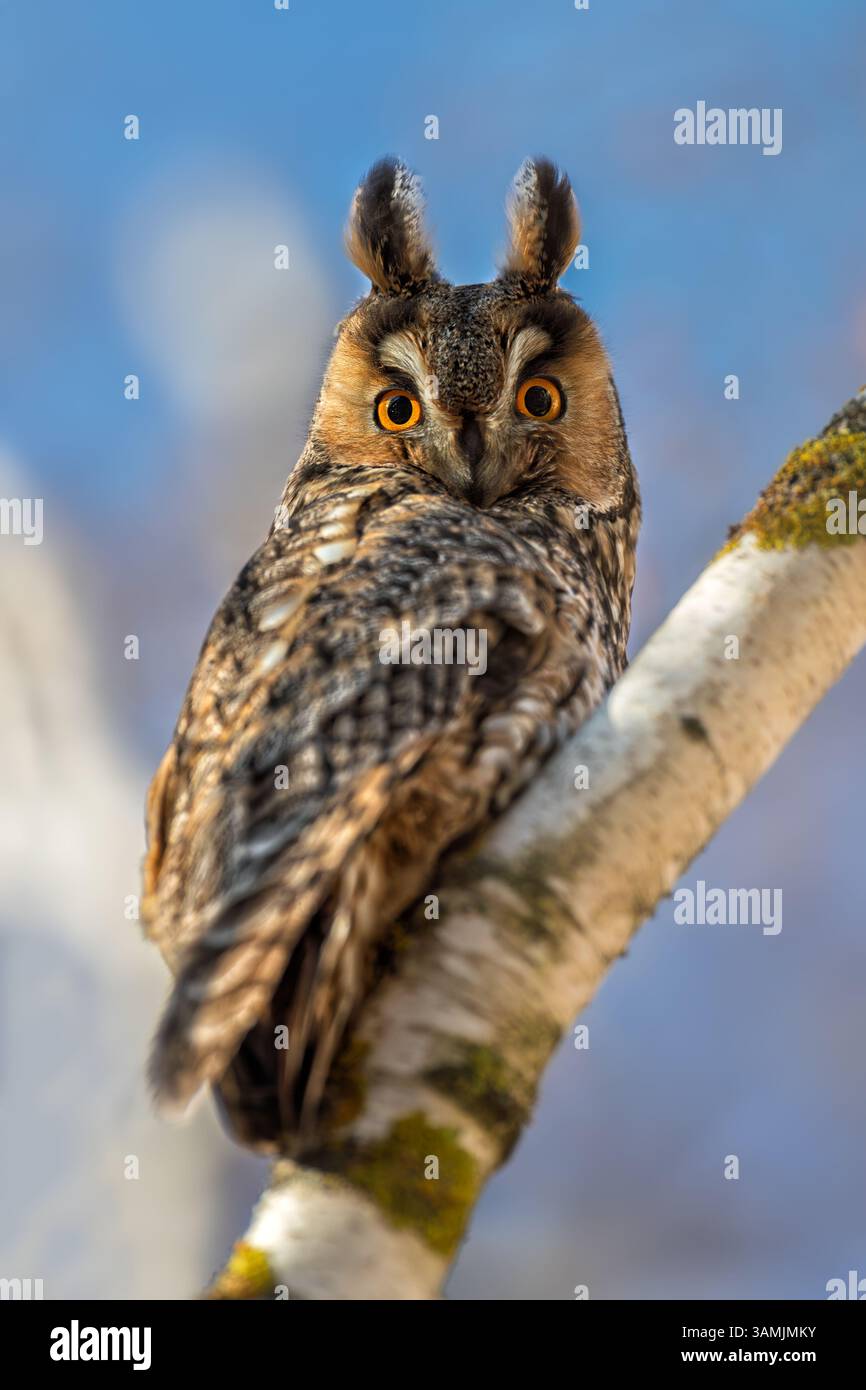 A young owl sits upright on a tree branch, its large eyes fixed on the ...