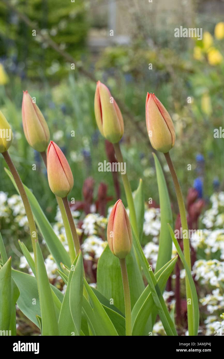 Tulip Buds Emerging in a Spring Garden Stock Photo - Alamy