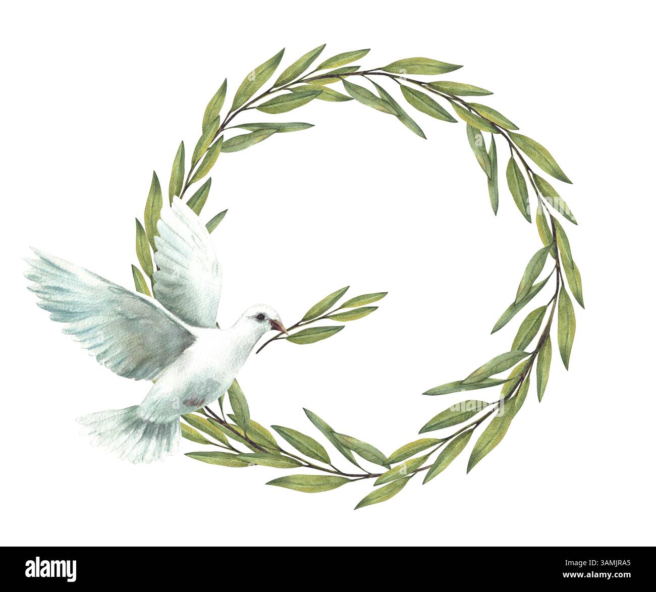 Pigeon with olive green branch. White flying dove bird, symbol of peace ...