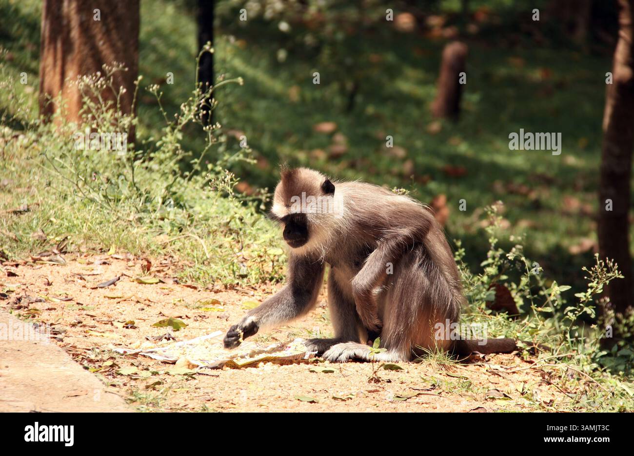 Gray langur (Semnopithecus entellus) eats fruits in forest, Sri Lanka ...