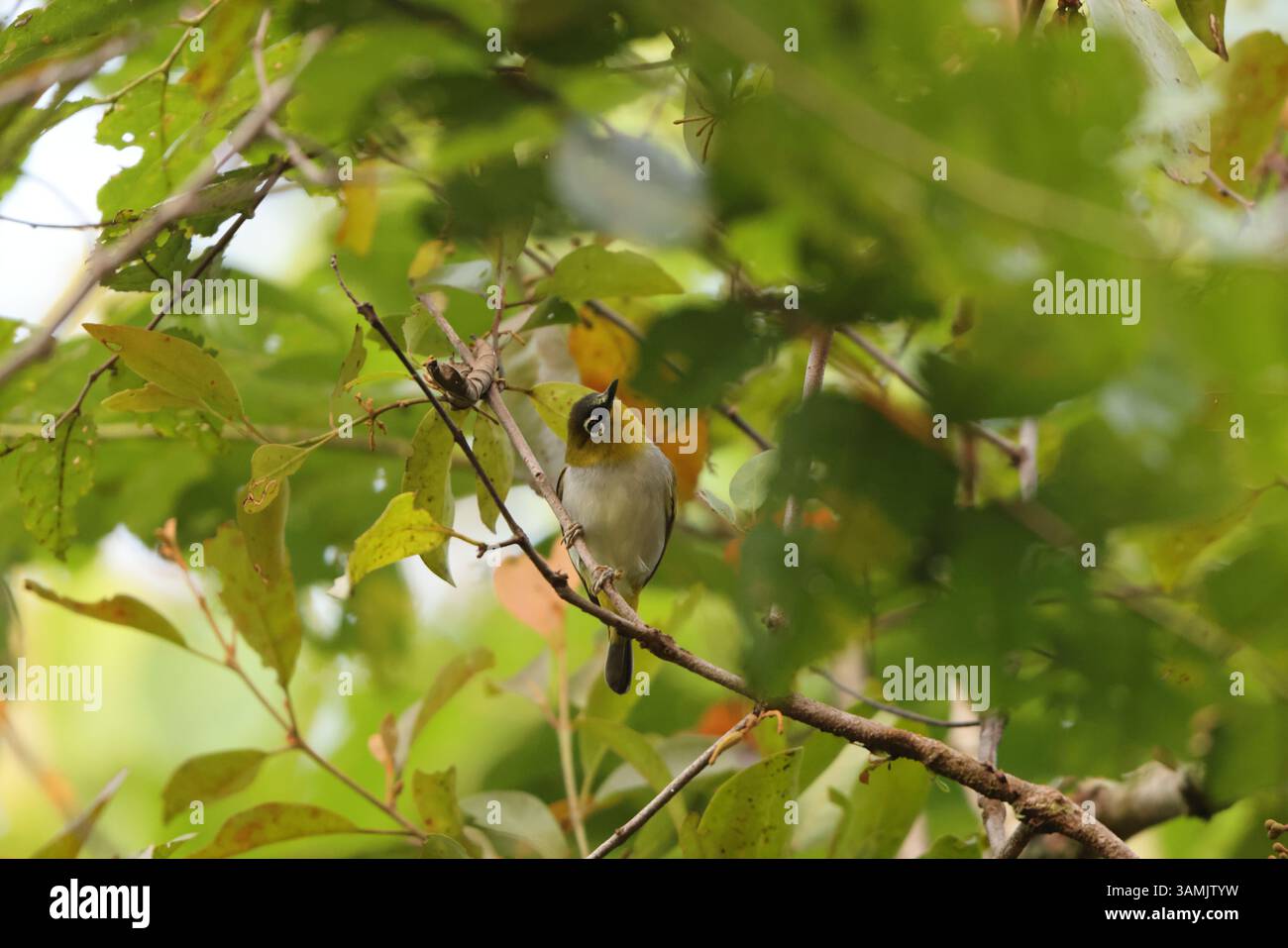 Black-crowned white-eye (Zosterops atrifrons) , endemic Zosteropidae ...