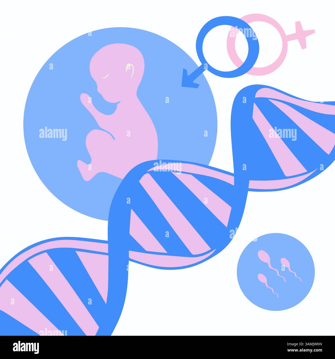 Embryo study Stock Vector Images - Alamy