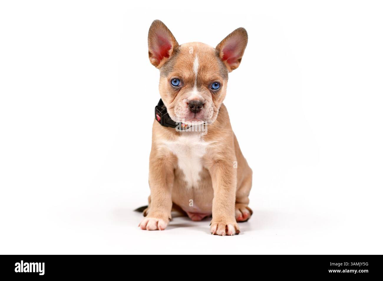 Young blue red fawn French Bulldog dog puppy sitting in front of white ...