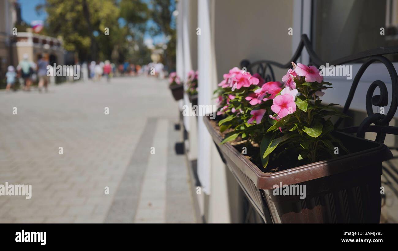 Pink flowers hanging on a wall in a flower box adorn a tourist area in ...