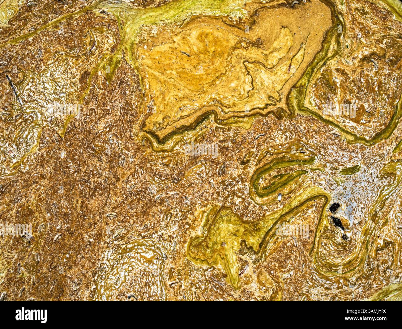 Algal bloom scum water hi-res stock photography and images - Alamy