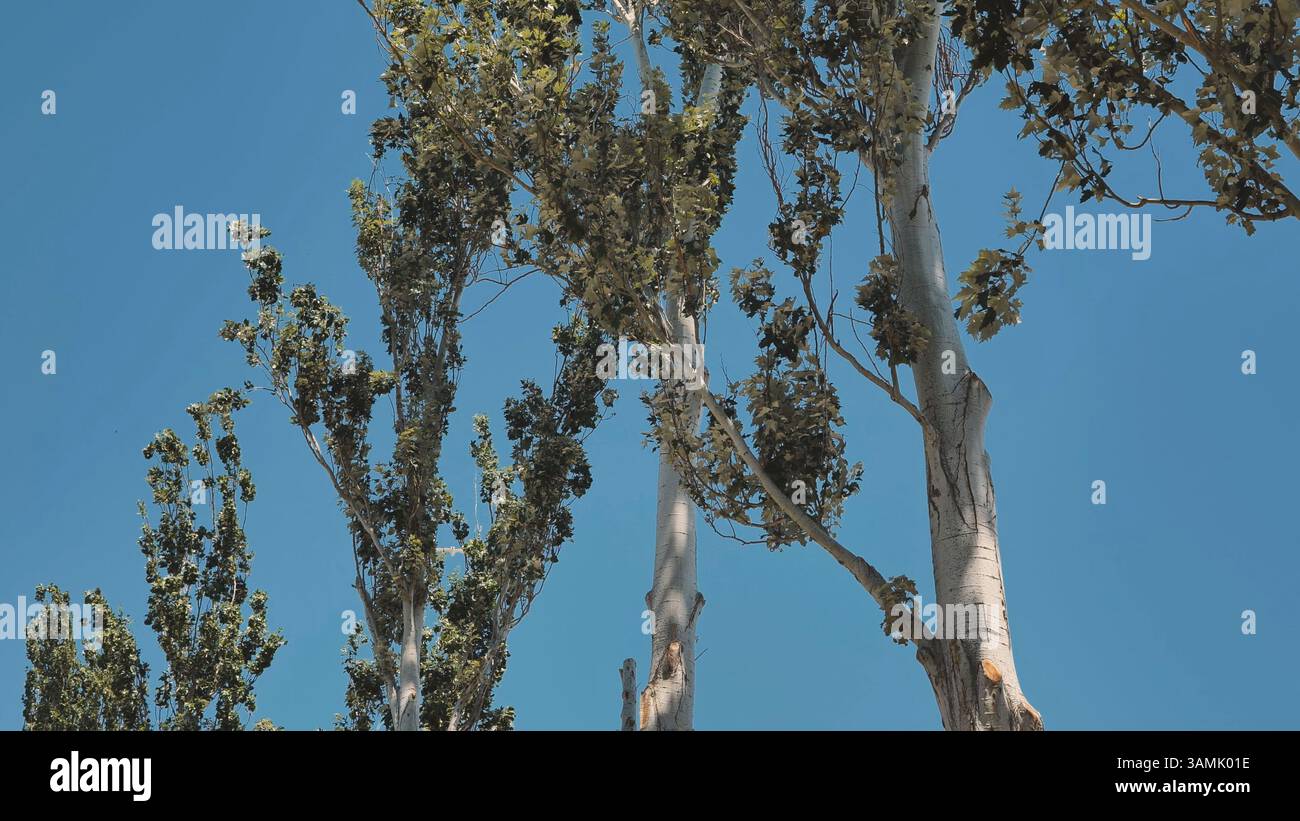 Tall trees gently swaying hi-res stock photography and images - Alamy
