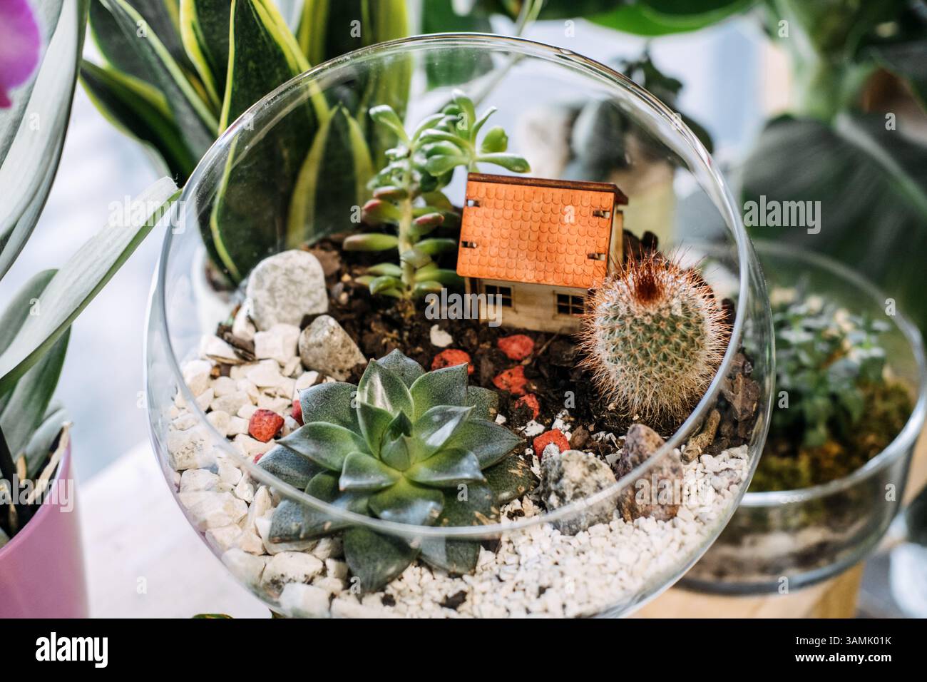 Miniature terrarium with succulents, cactus, rocks, and a tiny house ...