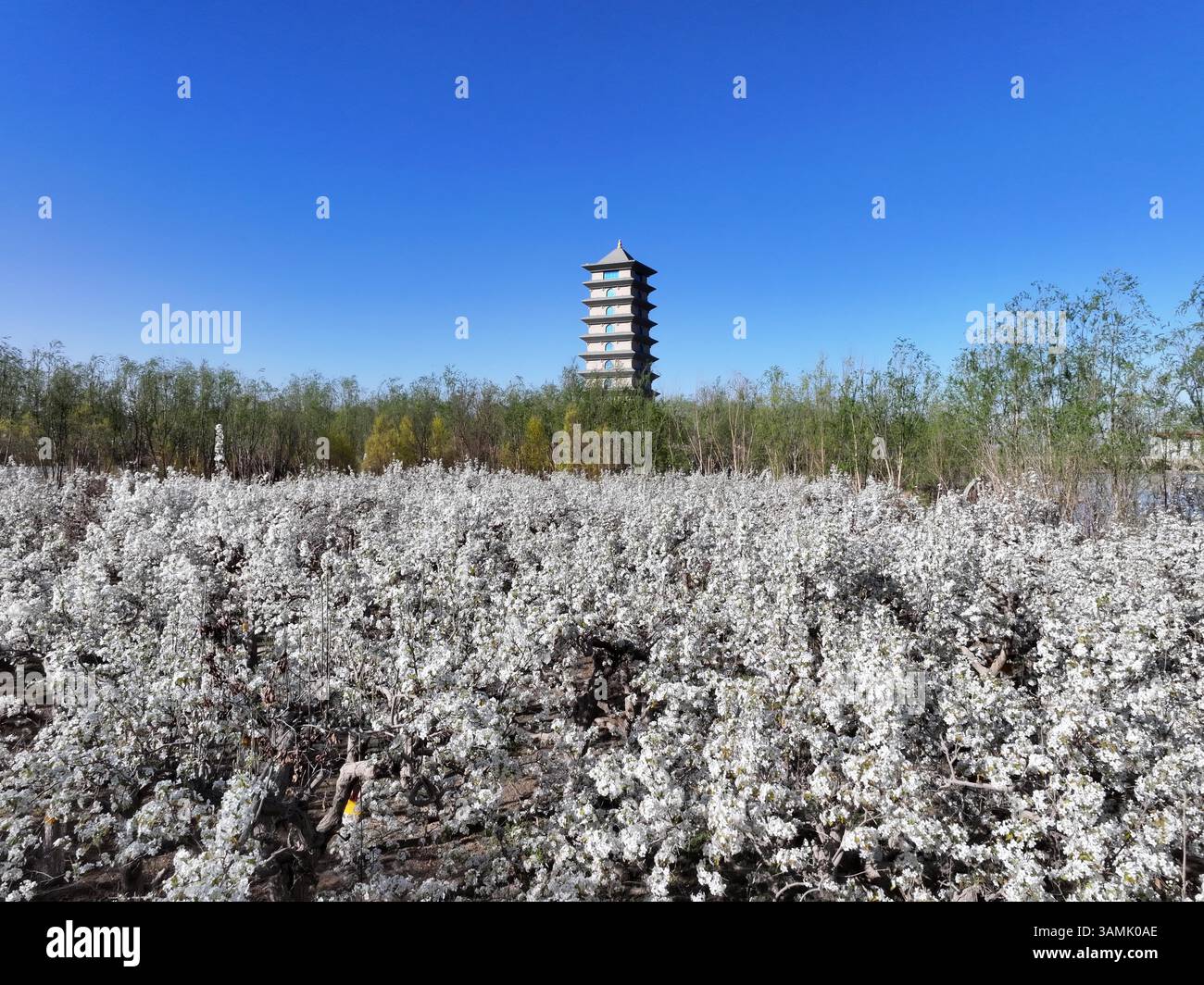 Aerial photo shows pear blossoms are in full bloom in Korla City ...