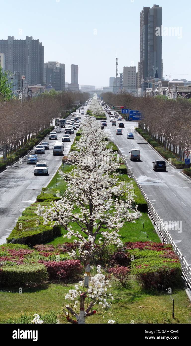 Aerial photo shows pear blossoms are in full bloom in Korla City ...