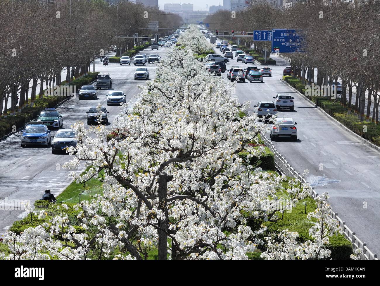 Aerial photo shows pear blossoms are in full bloom in Korla City ...