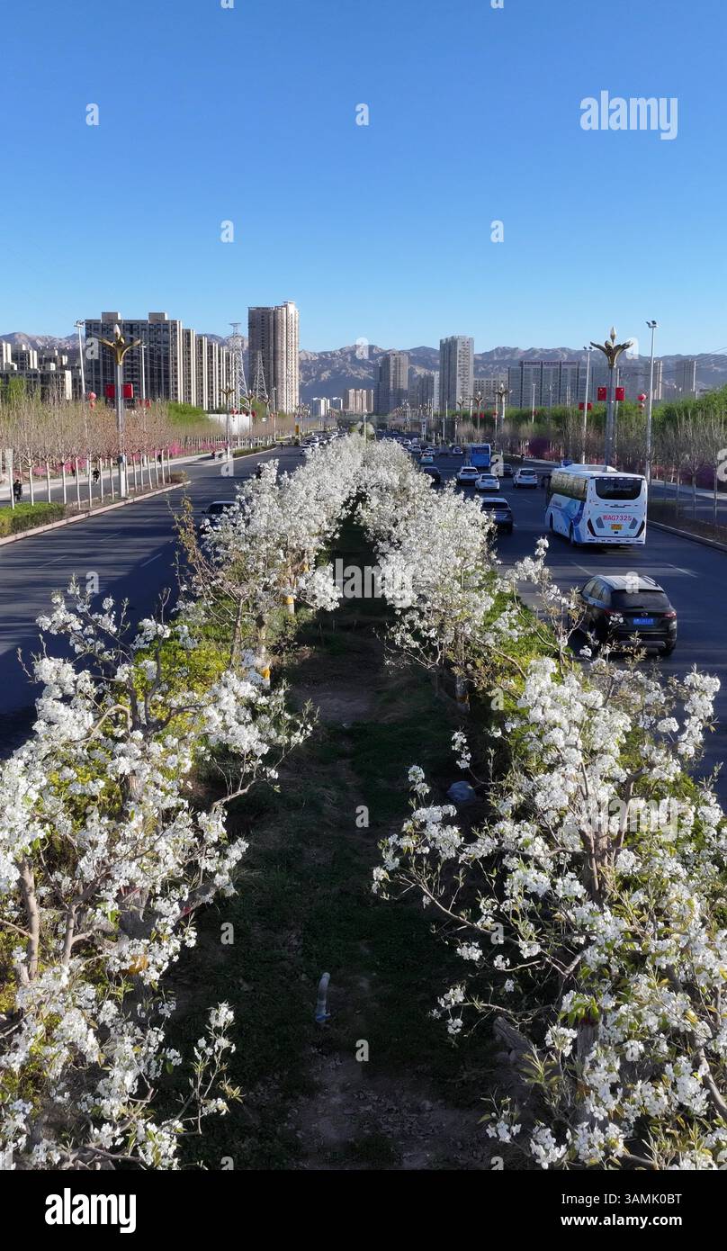 Aerial photo shows pear blossoms are in full bloom in Korla City ...