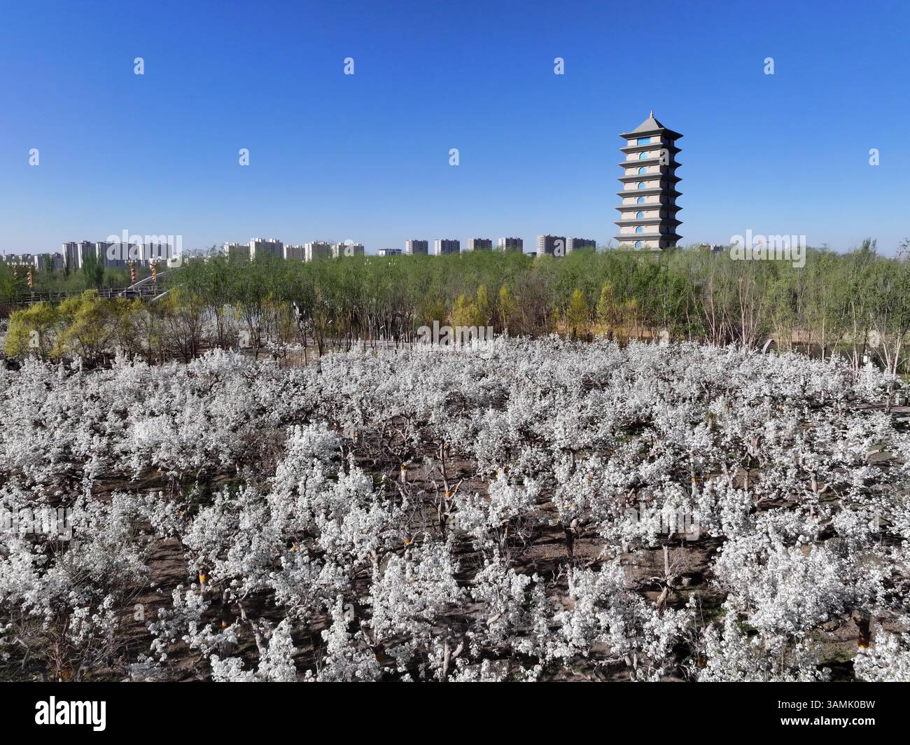 Aerial photo shows pear blossoms are in full bloom in Korla City ...