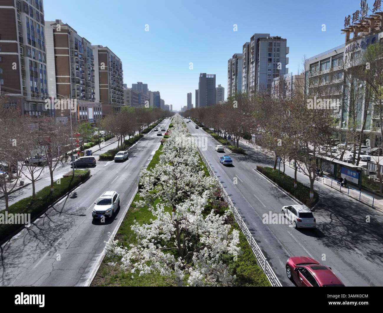 Aerial photo shows pear blossoms are in full bloom in Korla City ...