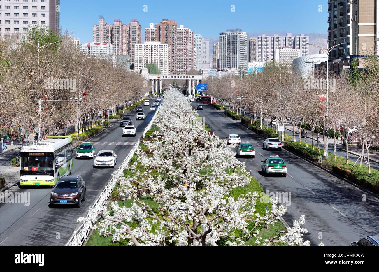 Aerial photo shows pear blossoms are in full bloom in Korla City ...