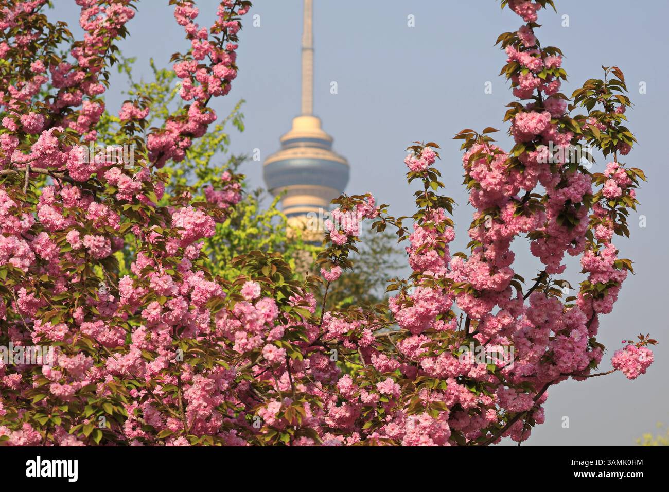 Cherry blossoms are in full bloom at Yuyuantan Park in Beijing, China ...