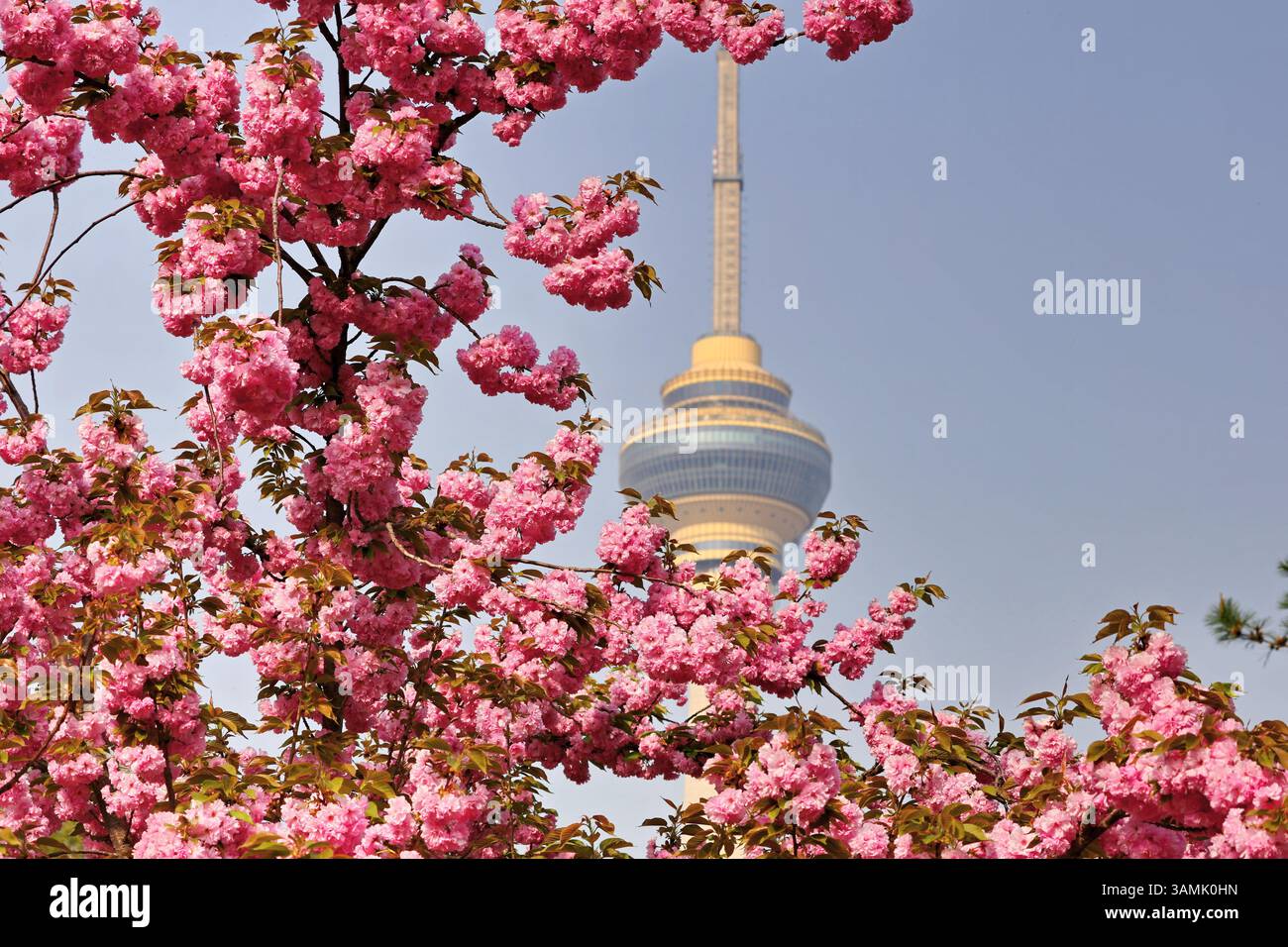 Cherry blossoms are in full bloom at Yuyuantan Park in Beijing, China ...