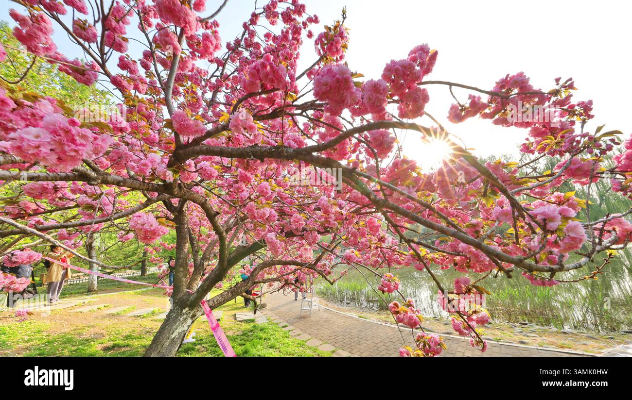 Cherry blossoms are in full bloom at Yuyuantan Park in Beijing, China ...