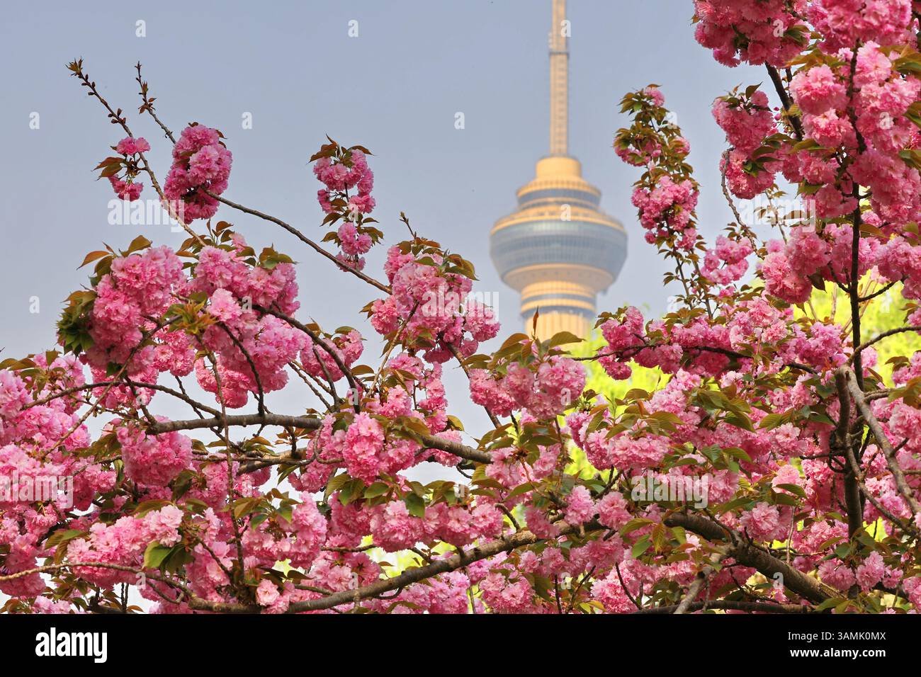 Cherry blossoms are in full bloom at Yuyuantan Park in Beijing, China ...