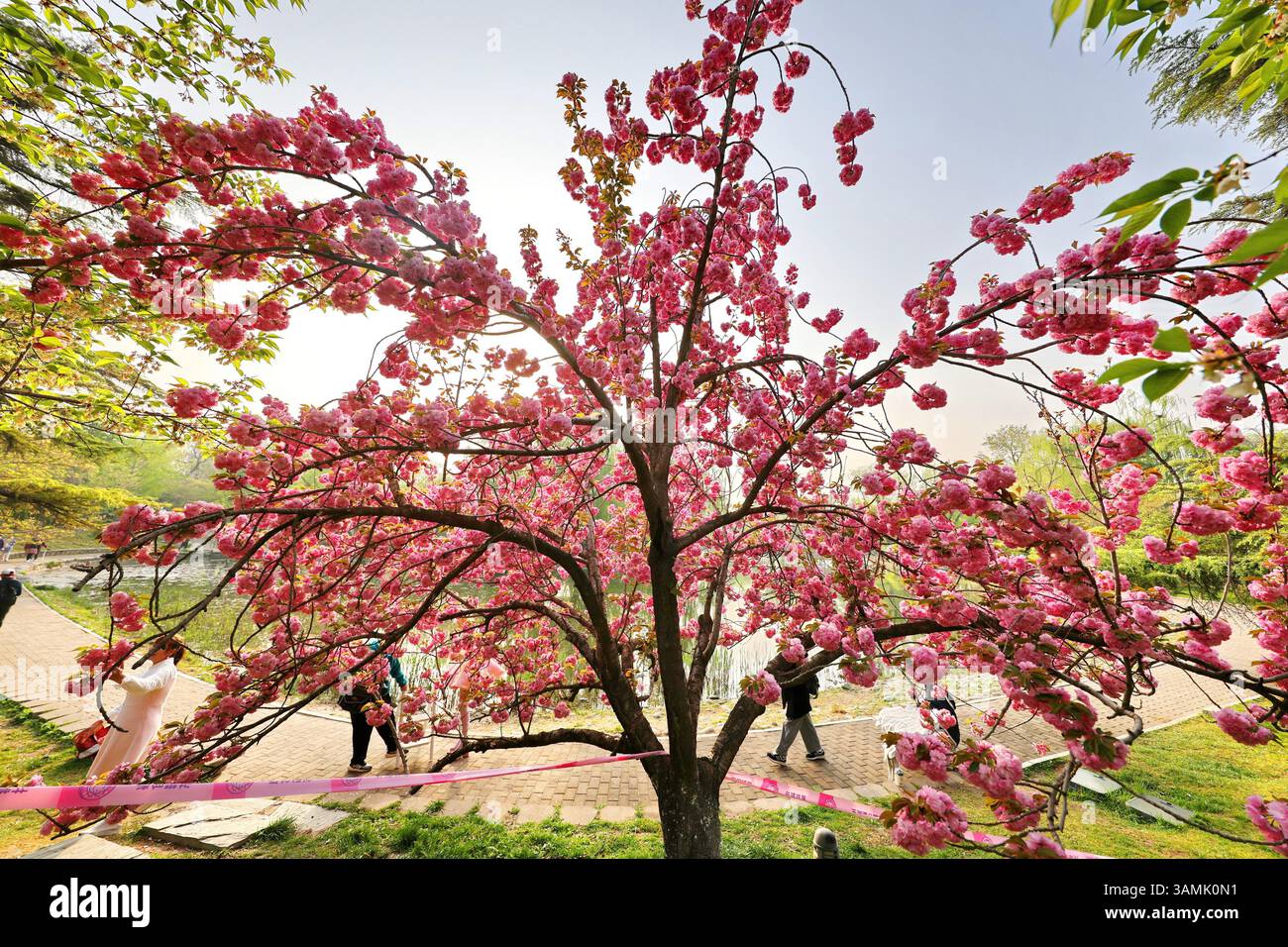 Cherry blossoms are in full bloom at Yuyuantan Park in Beijing, China ...
