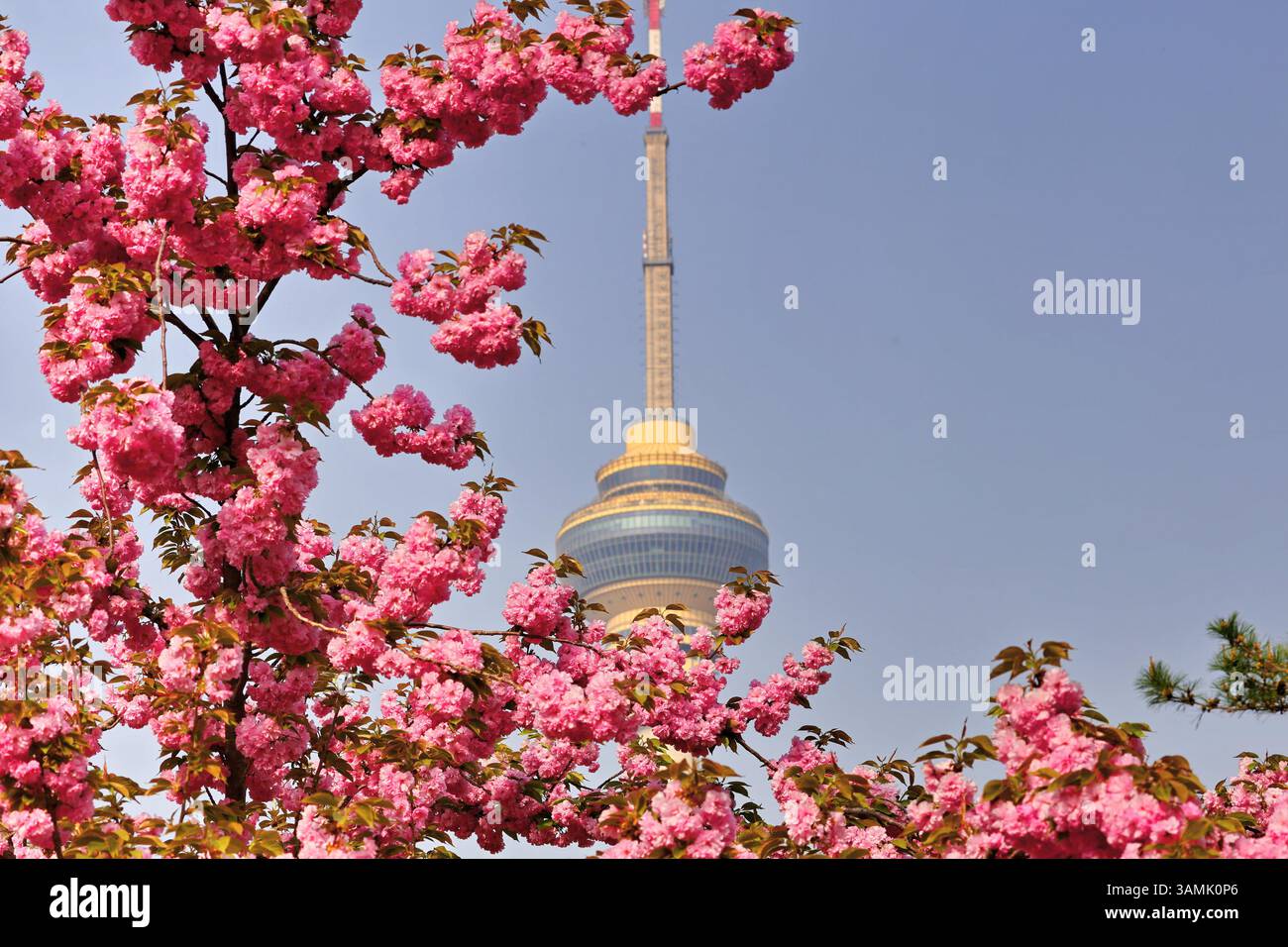 Cherry blossoms are in full bloom at Yuyuantan Park in Beijing, China ...